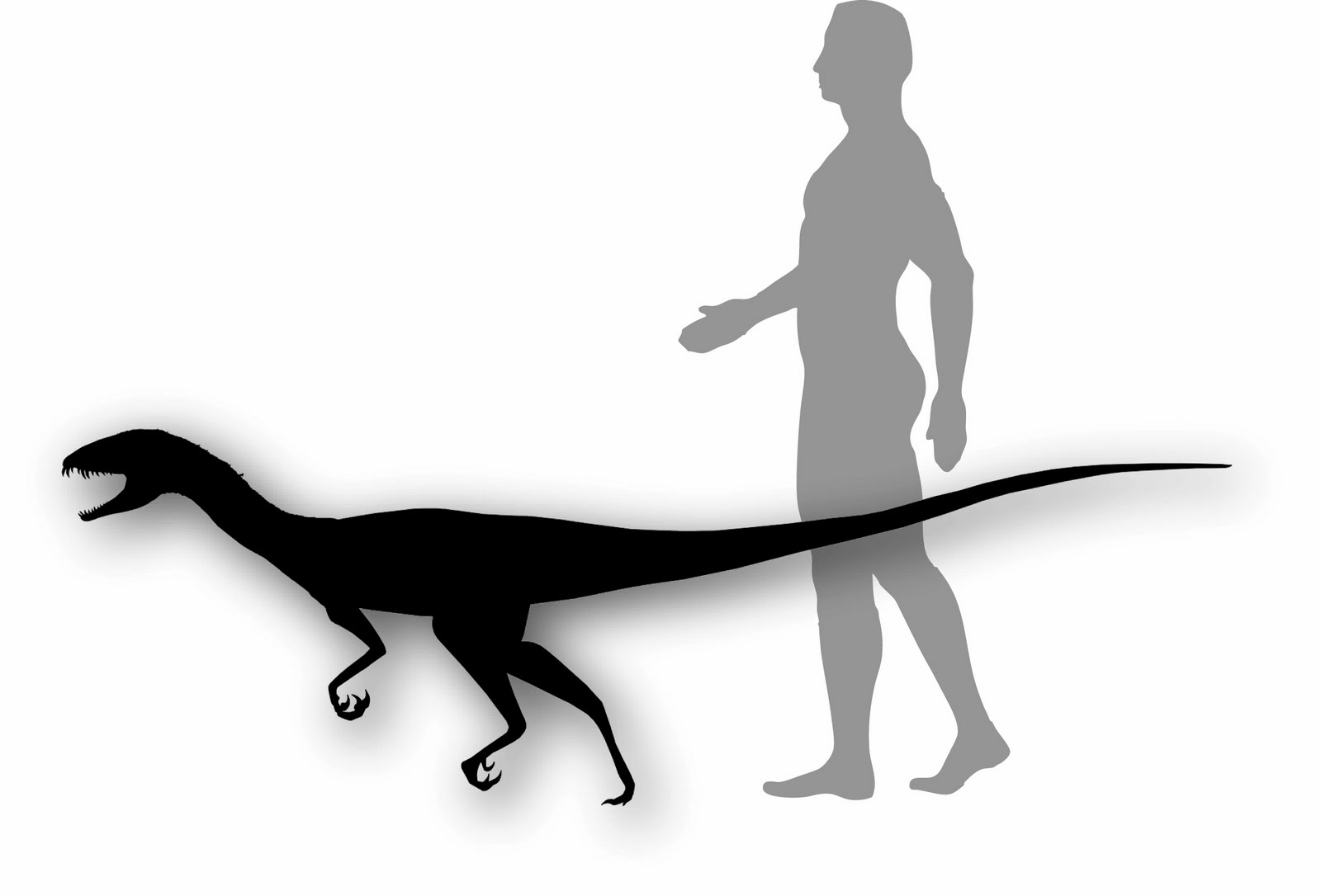 Eoraptor Dinosaur Types Wiki Fandom Powered By Wikia
