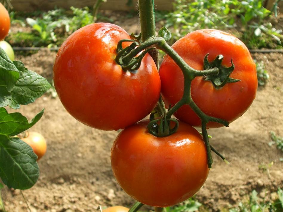Category:Tomato semi-determinate varieties | WikiGardener | Fandom ... Category:Tomato semi-determinate varieties | WikiGardener | Fandom ...