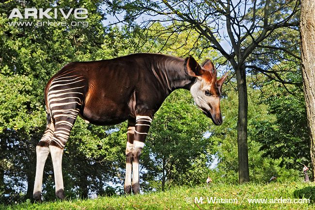 Okapi | The Parody Wiki | FANDOM powered by Wikia Okapi | The Parody Wiki | FANDOM powered by Wikia