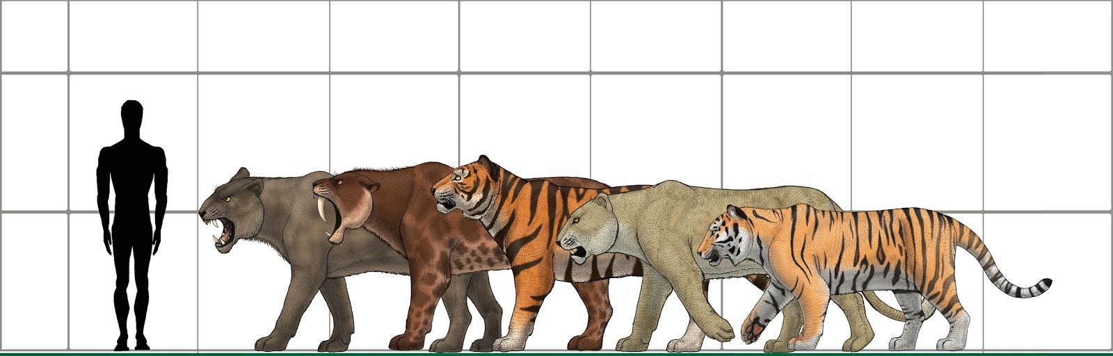 Felidae Wiki Prehistórico Fandom Powered By Wikia