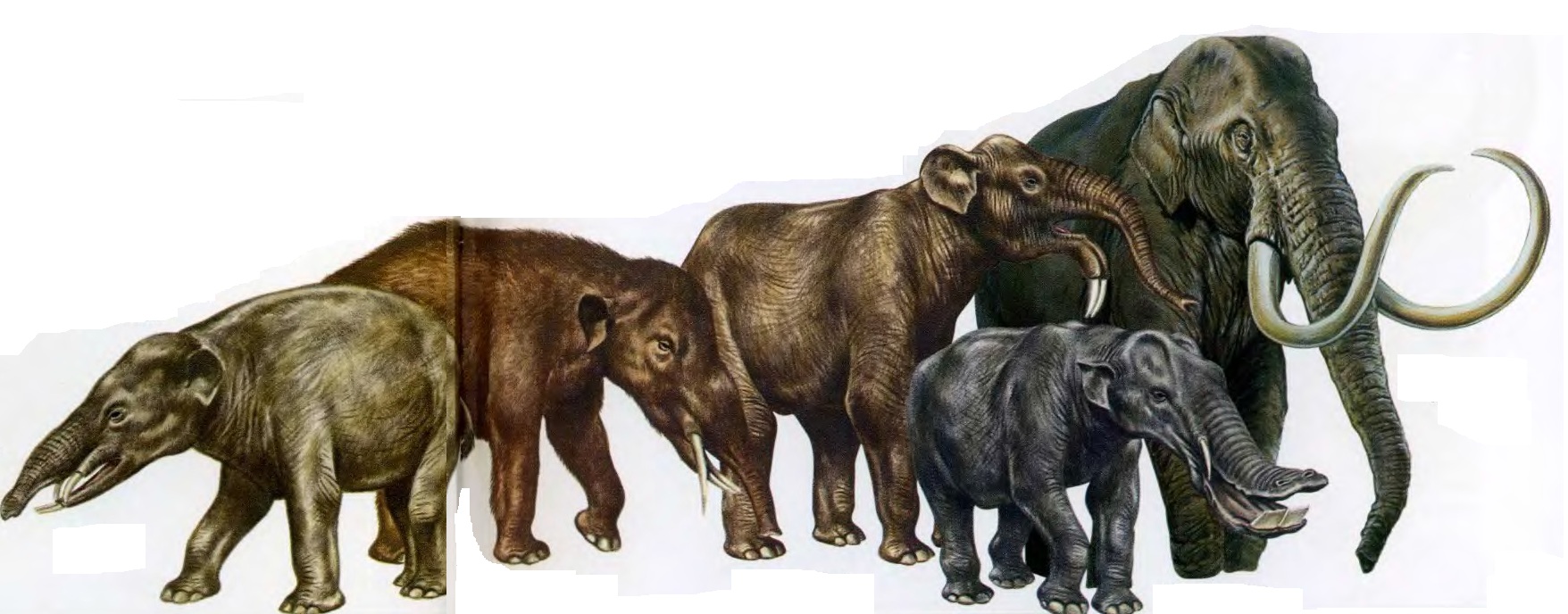 Prehistoria Wiki Prehistórico Fandom Powered By Wikia