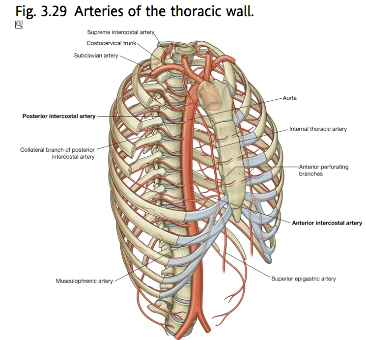 Posterior Intercostal Arteries Posterior Intercostal Arteries