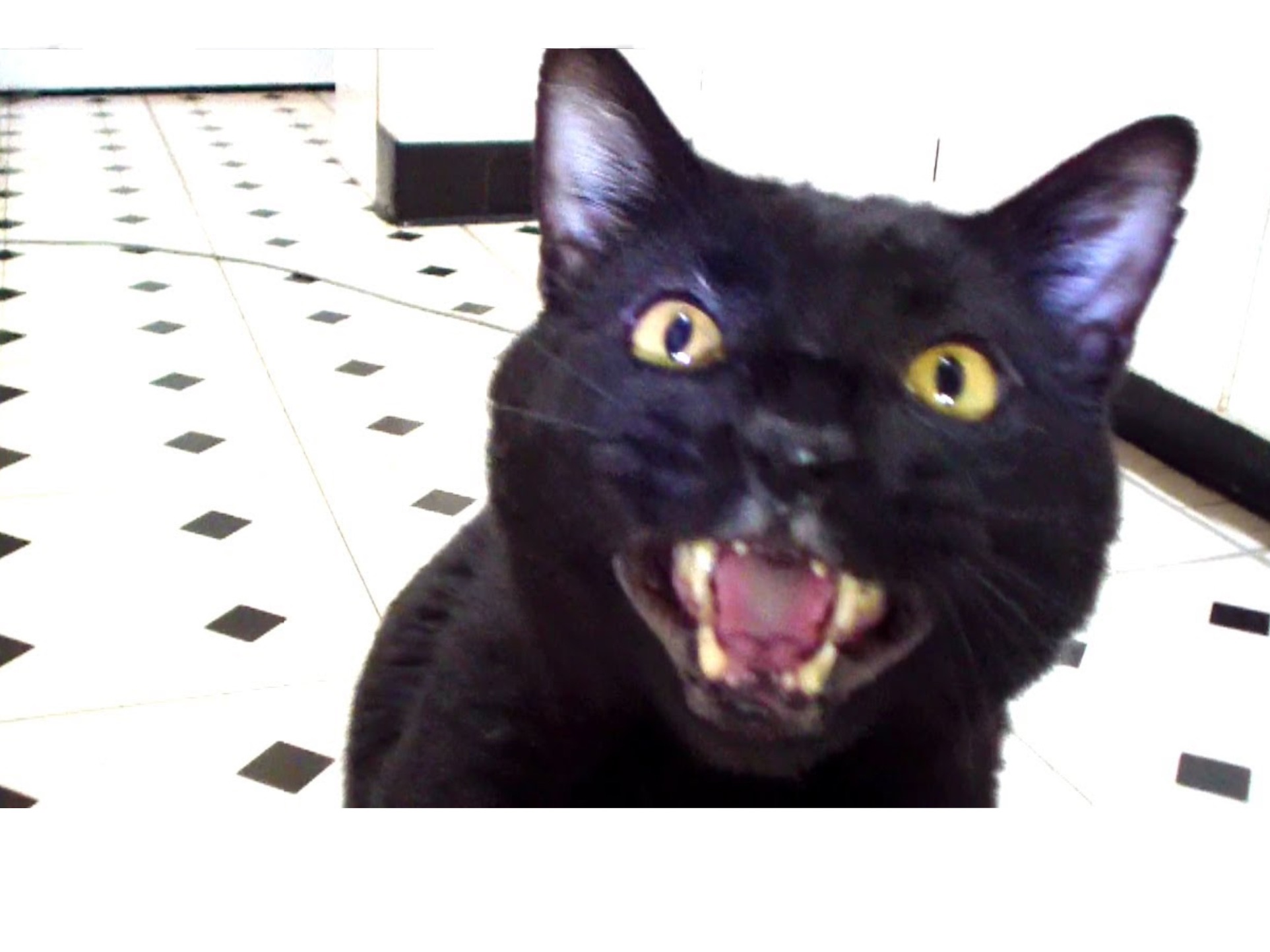 Sylvester | Talking Kitty Cat Wikia | FANDOM powered by Wikia Sylvester | Talking Kitty Cat Wikia | FANDOM powered by Wikia