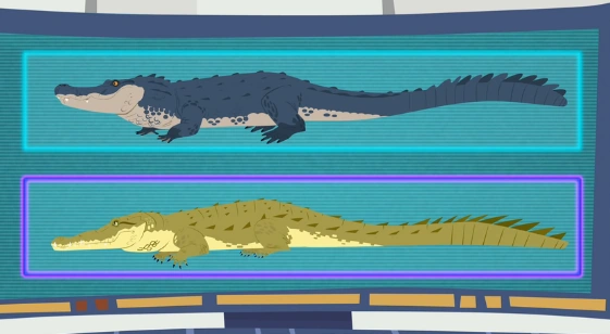 Crocogator Contest | Wild Kratts Wiki | FANDOM powered by Wikia