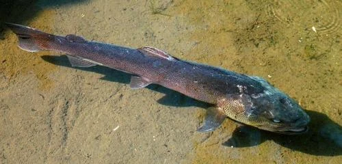 Stringfish | Animal Crossing: New Leaf Wiki | Fandom powered by Wikia