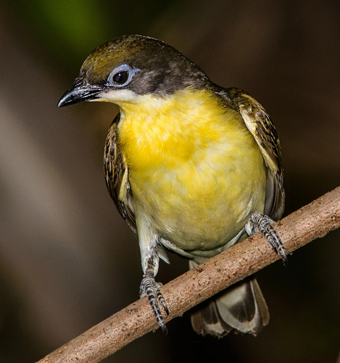 Image - Greater Honeyguide (Indicator indicator) juvenile.png | All ...