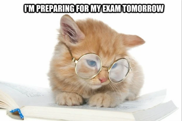 Image - Cat-Studying-Meme-New.jpg | Animal Jam Clans Wiki | FANDOM ...