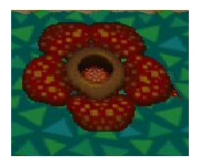 Rafflesia | Animal Crossing Wiki | FANDOM powered by Wikia