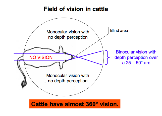 Cattle field of vision and flight zones | AnimalHandling101 Wiki ...
