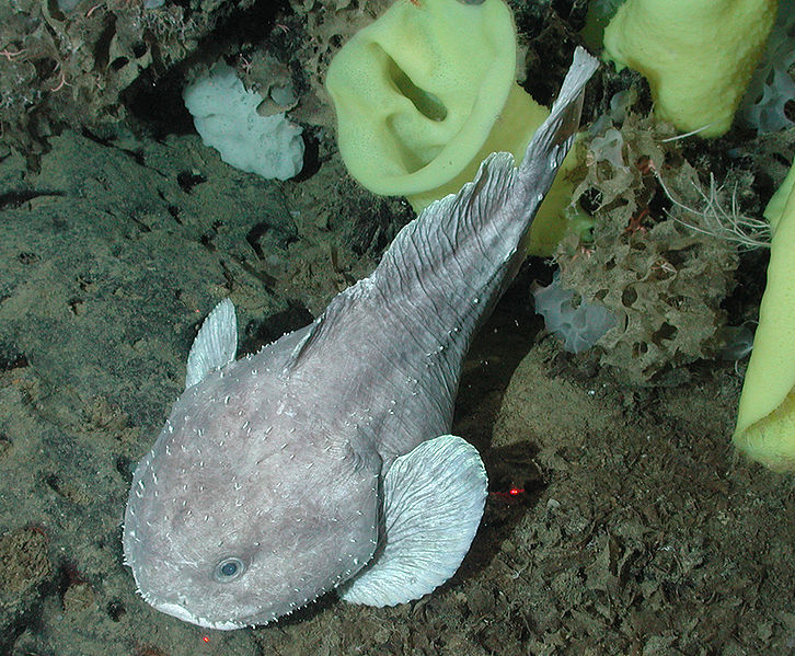 Blob Sculpin Animal Database FANDOM Powered By Wikia blob-sculpin-animal-database-fandom-powered-by-wikia