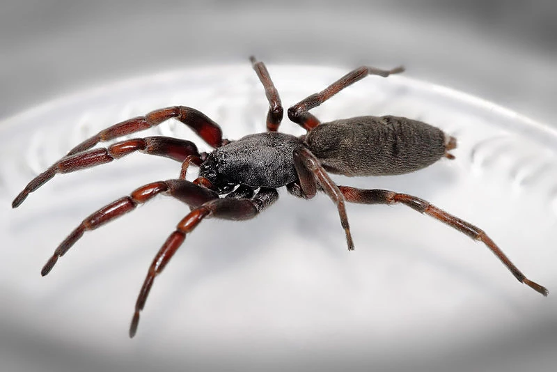 White-tailed spider (Lampona cylindrata) | Arachnipedia Wiki | FANDOM ...