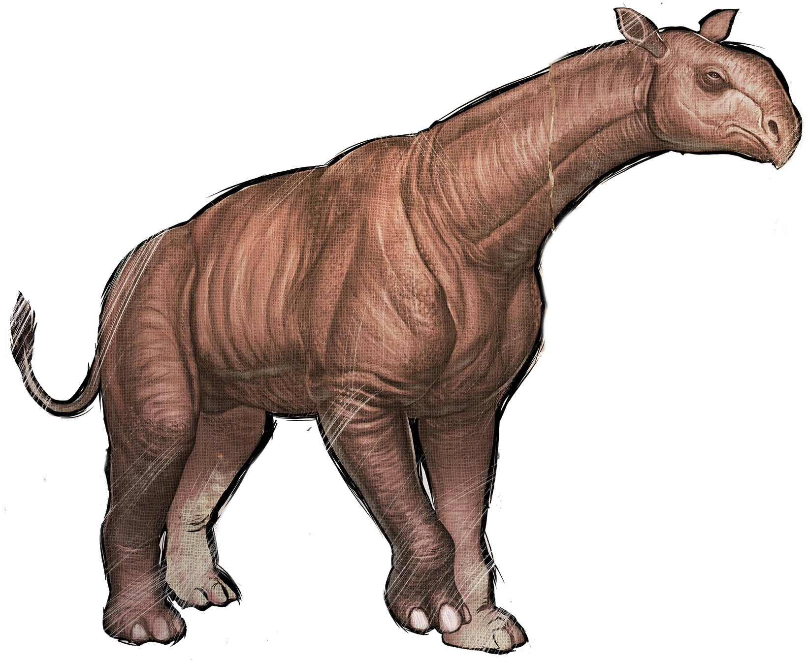 Image - Paracer-2.png | Wikia Ark Survival Evolved | FANDOM powered by Wikia