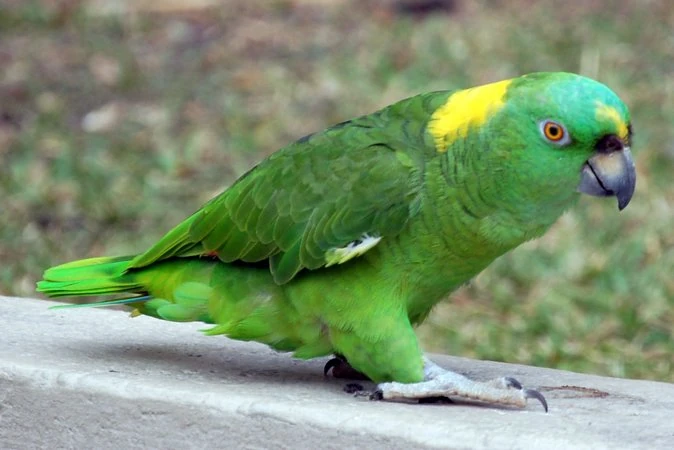 Yellow-naped Amazon | Birds Wiki | Fandom powered by Wikia