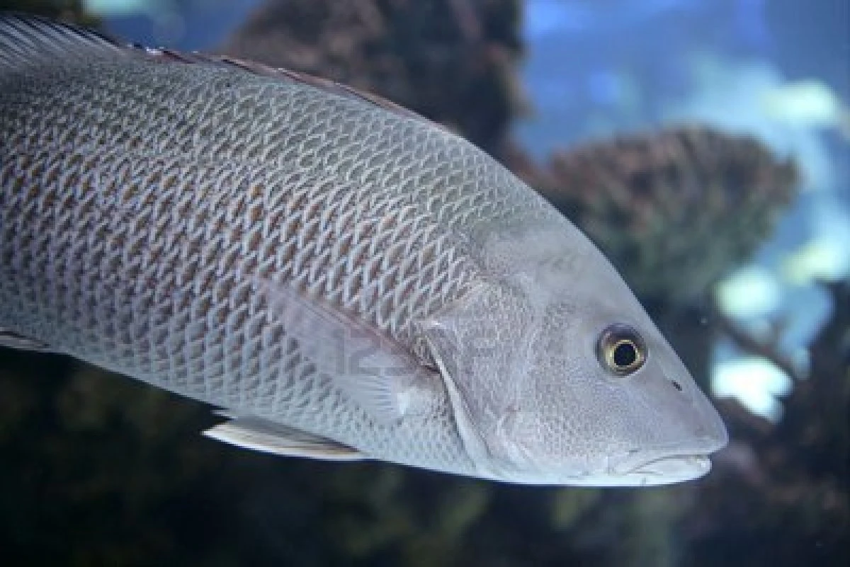 Image - Grey fish in real life.jpg | Club Penguin Wiki | FANDOM powered ...