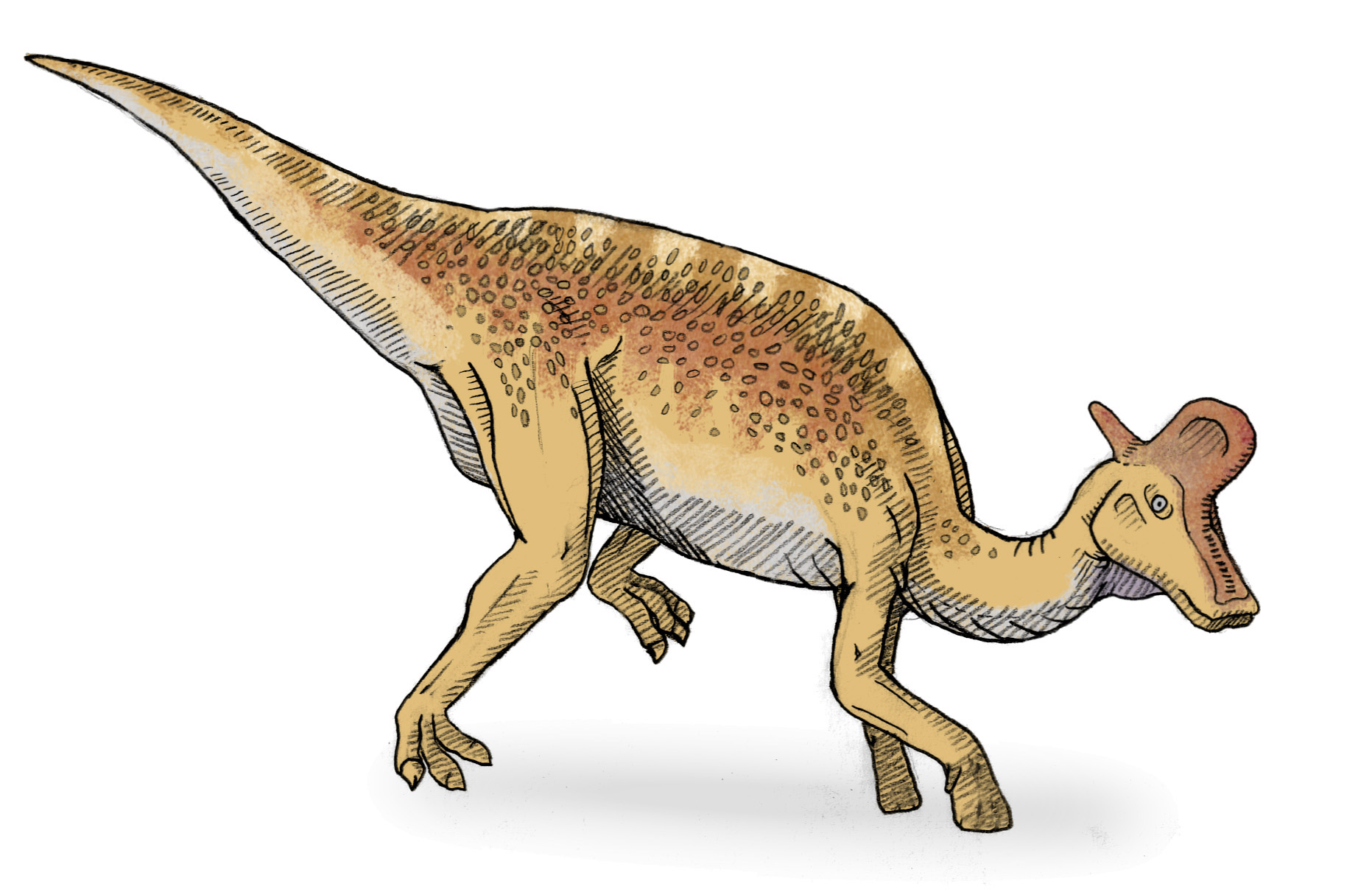 Lambeosaurus Cool Dino Facts Wiki Fandom Powered By Wikia