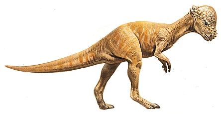 Pachycephalosaurus | The Everything Wikia | FANDOM powered by Wikia