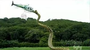 50 Foot Congo Snake - Cryptid Wiki - Wikia