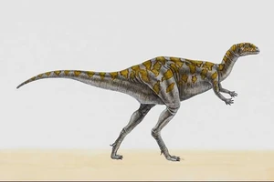 Dryosaurus081