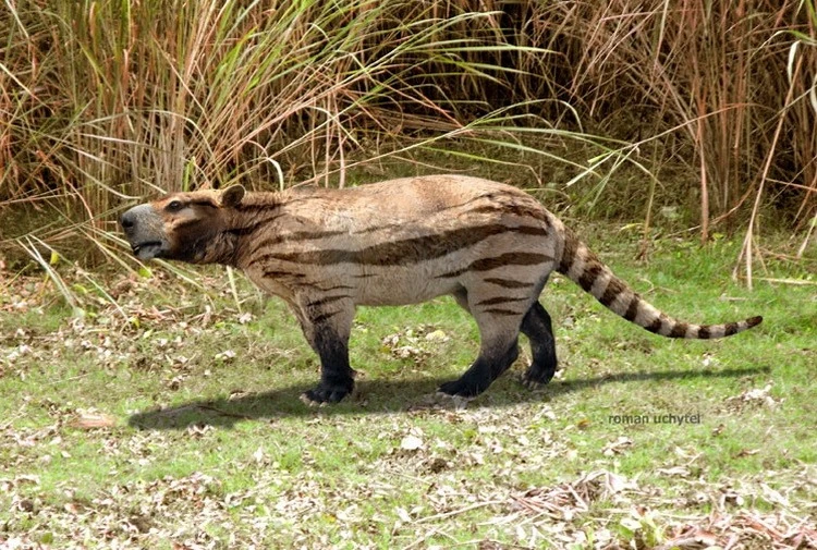 Cimolestes | Dinosaur Alive Wiki | FANDOM powered by Wikia