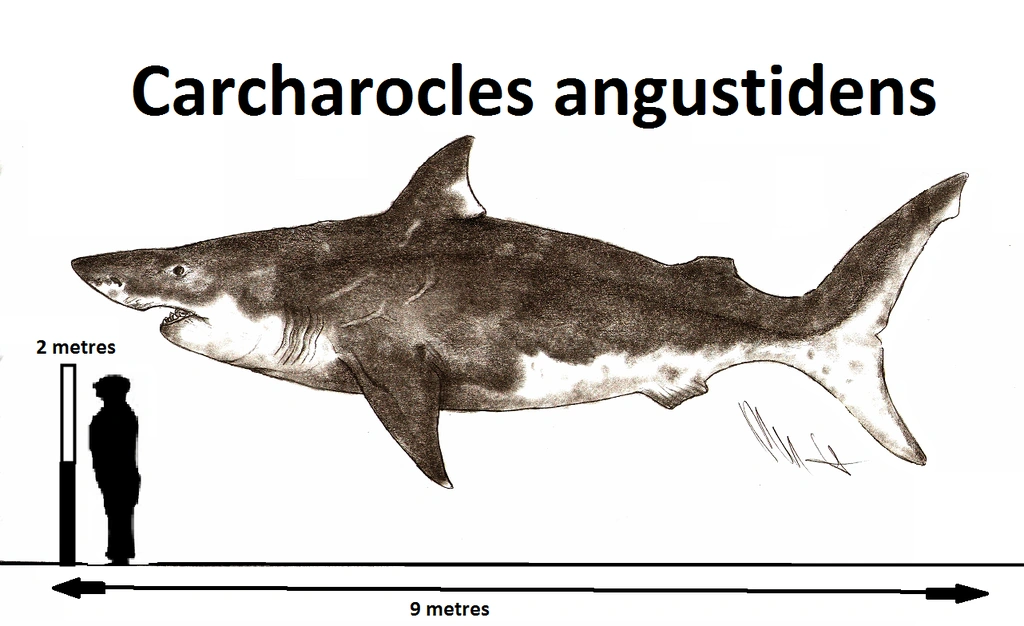 Carcharocles angustidens | Dinopedia | FANDOM powered by Wikia