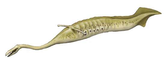 Tullimonstrum | Dinopedia | Fandom powered by Wikia