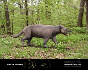 Arctocyon | Dinopedia | FANDOM powered by Wikia