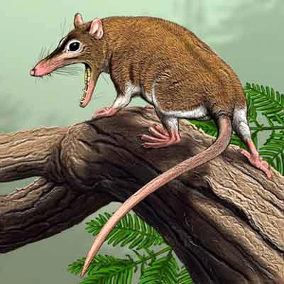 Sinodelphys | Dinopedia | Fandom powered by Wikia