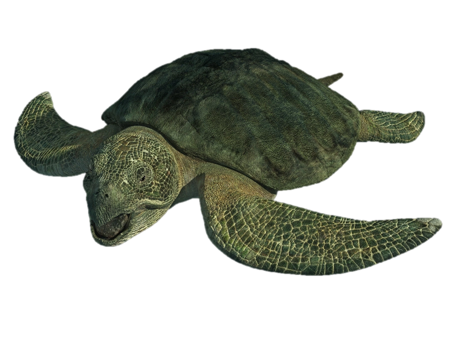 Image - Proto turtle.png | Dinopedia | Fandom powered by Wikia