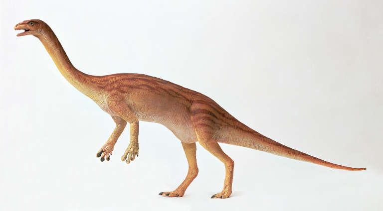 Anchisaurus Dinopedia Fandom Powered By Wikia