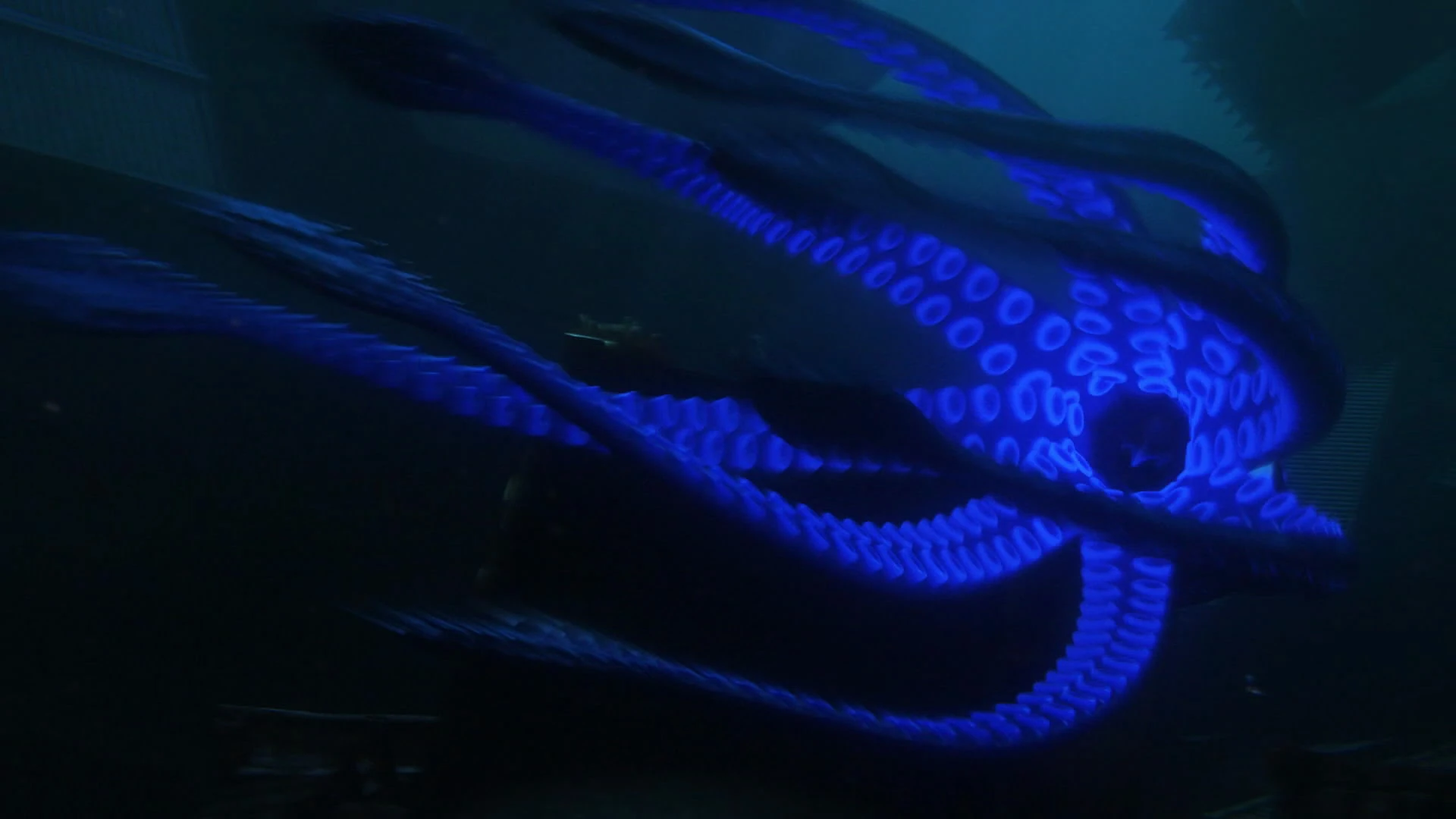 Image - Finding-dory-disneyscreencaps com-2076.jpg | Disney Wiki ...