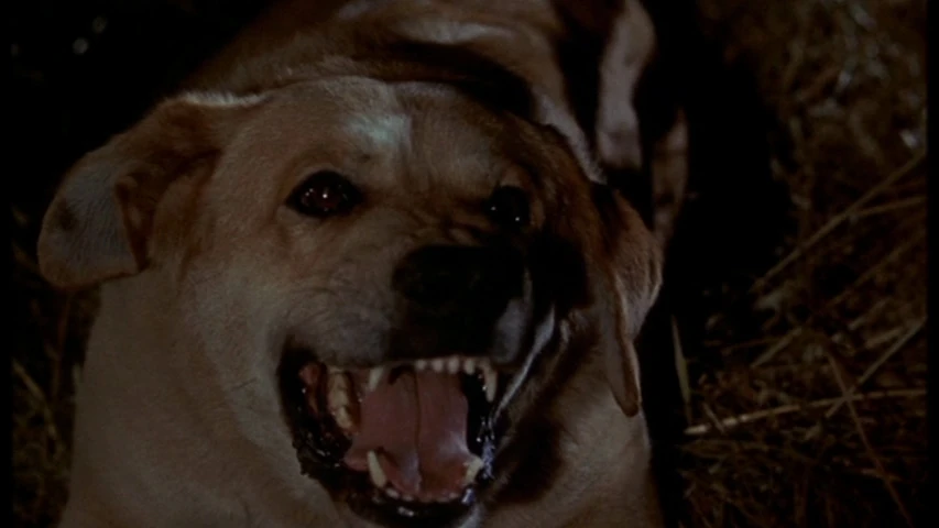 Image - Old Yeller pic. 36.jpg | Disney Wiki | FANDOM powered by Wikia
