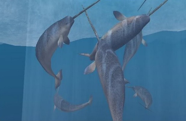 Narwhal Endless Ocean Wiki Fandom Powered By Wikia