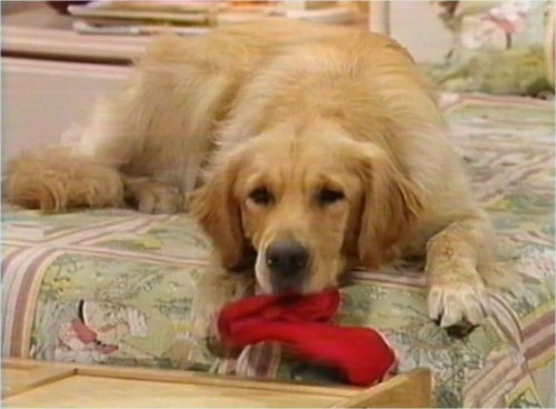 Comet | Full House | Fandom powered by Wikia