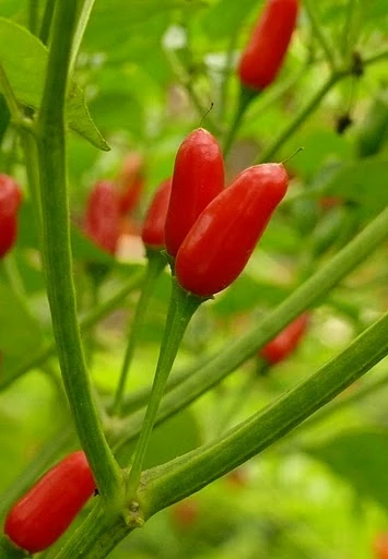 Capsicum baccatum 'Aji exploding fire' | WikiGardener | FANDOM powered ...
