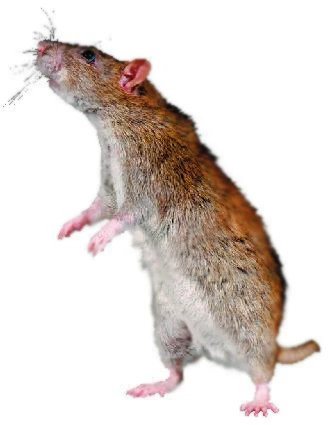 Schurfie | Harry Potter Wiki | FANDOM powered by Wikia