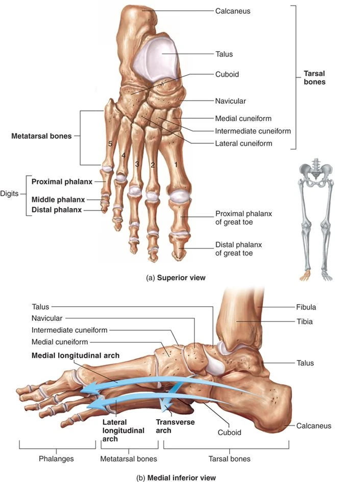 Knogler | Pensumbesvarelse for Humanbiologi og Sygdomslære Wiki ...