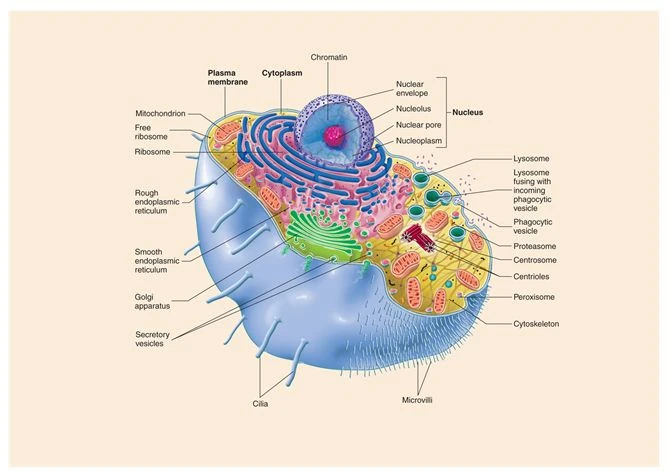 Den eukaryote celle | Pensumbesvarelse for Humanbiologi og Sygdomslære ...