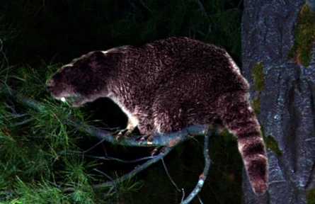 Datei:Waschbiber.jpg | iCarly-Pedia | Fandom powered by Wikia