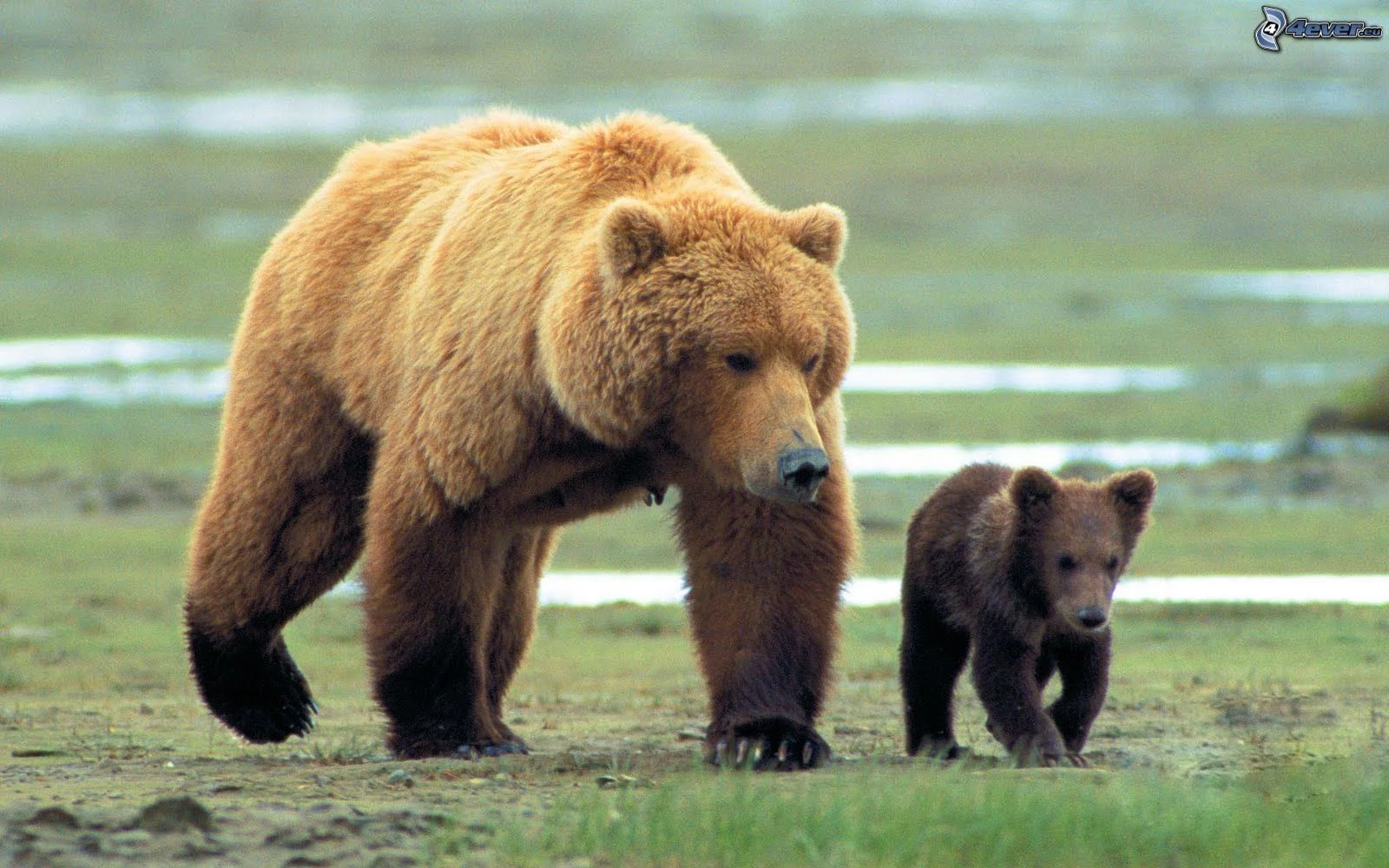 Fichier:Grizzli.jpg | Wiki La quête des Ours | Fandom powered by Wikia