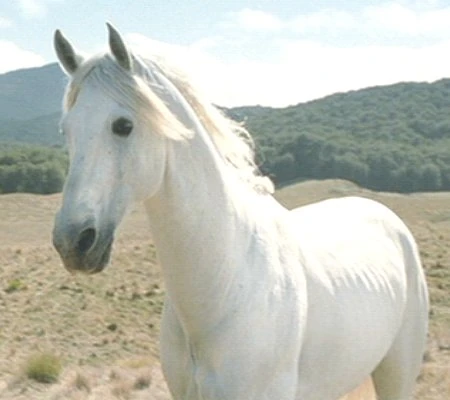 Shadowfax | The One Wiki to Rule Them All | FANDOM powered by Wikia