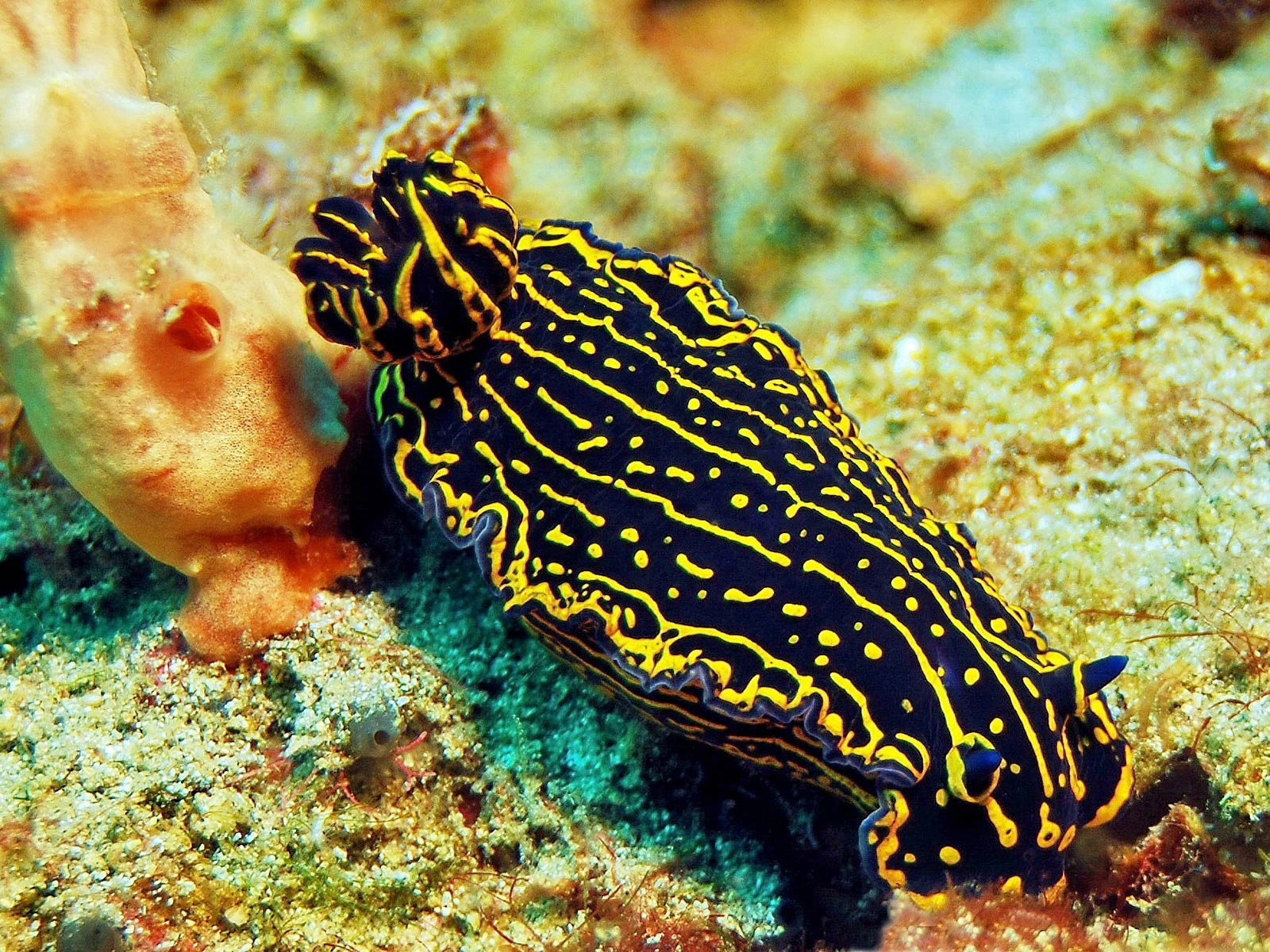 Image - Sea-slug-wallpaper-4.jpg | Marine Wiki | FANDOM powered by Wikia