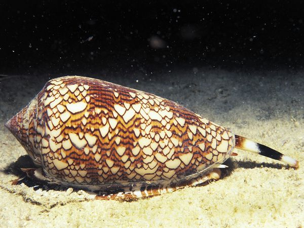 Cone Snail | Marine Wiki | FANDOM powered by Wikia