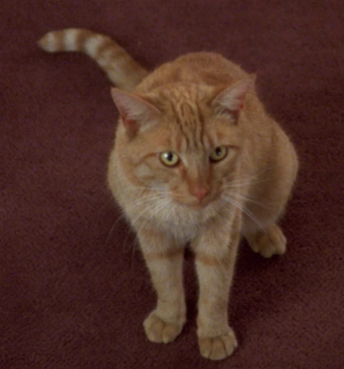 Spot | Memory Alpha | FANDOM powered by Wikia