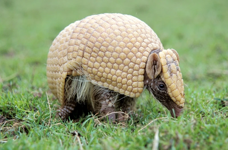 Tatu | Wiki Mundo Animal | FANDOM powered by Wikia