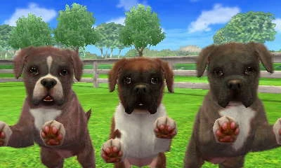 Boxer | Nintendogs Wiki | FANDOM powered by Wikia