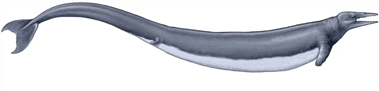 Image - Basilosaurus.jpg | ParanormalFact Wiki | Fandom powered by Wikia