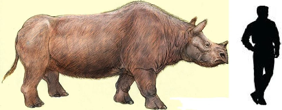 Aphelops | Wiki Prehistórico | FANDOM powered by Wikia