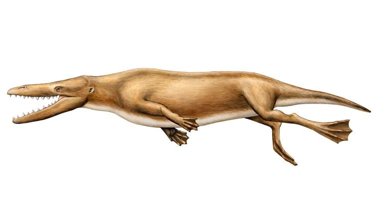 Rodhocetus | Wiki Prehistórico | Fandom powered by Wikia