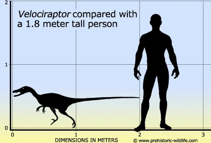 Velociraptor | Wiki Prehistórico | Fandom powered by Wikia