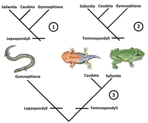 Amphibia | Wiki Prehistórico | Fandom powered by Wikia